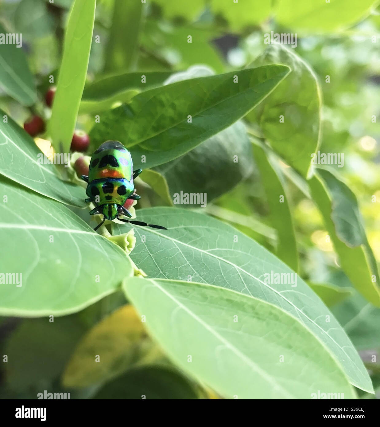 Green jewel bug hi-res stock photography and images - Alamy