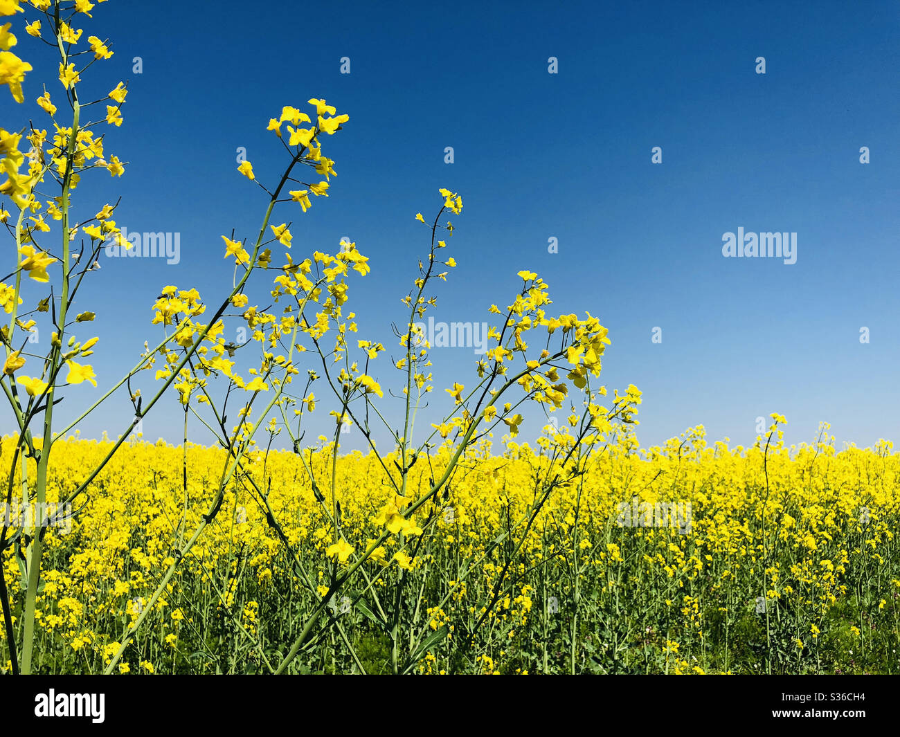 Crops Of Rapeseed High Resolution Stock Photography and Images - Alamy