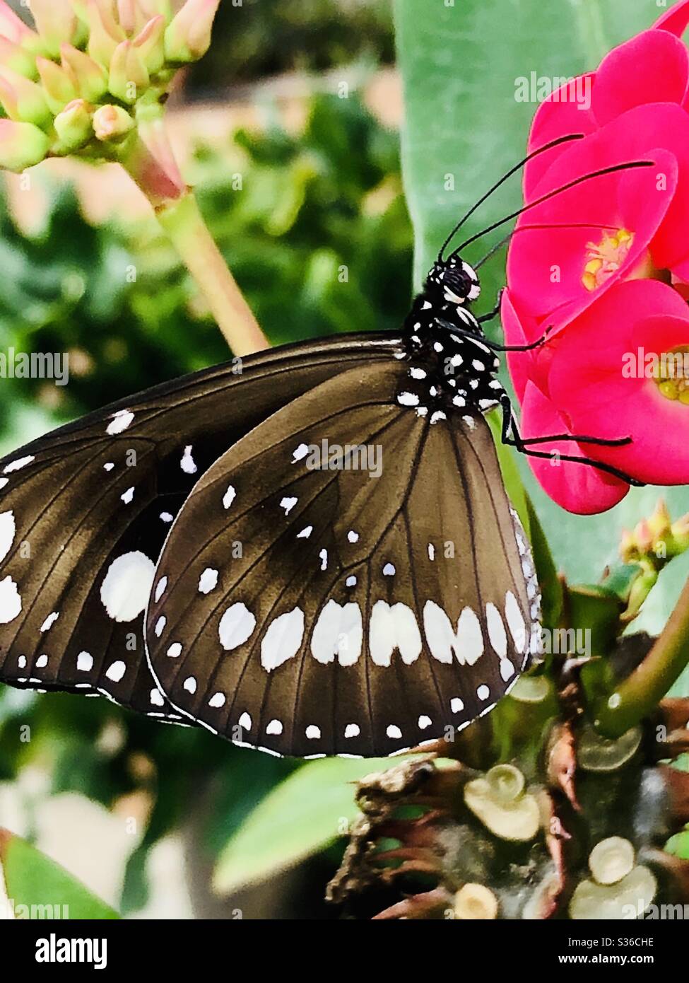Butterflies in nature hi-res stock photography and images - Alamy