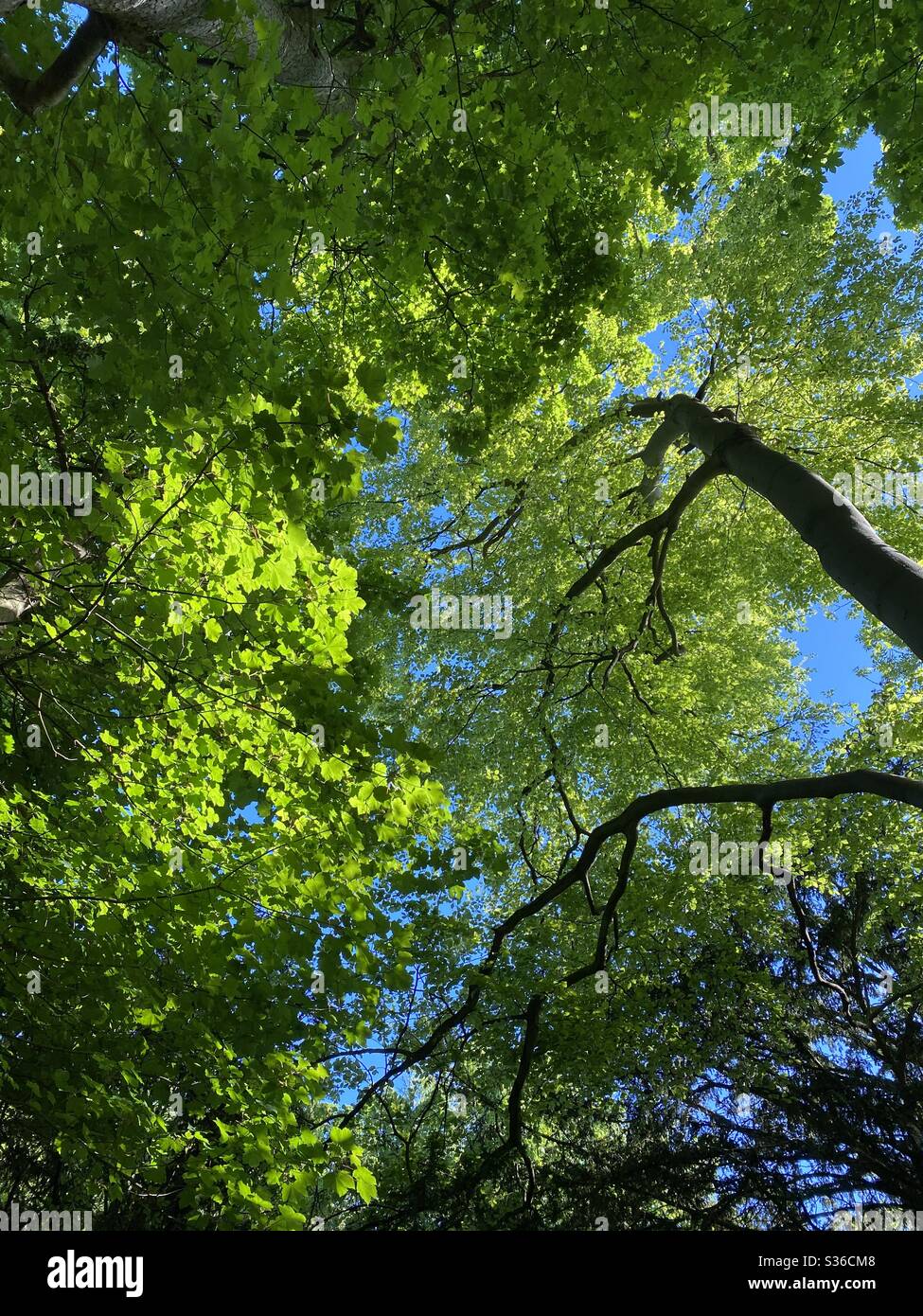 Sunlight treetops hi-res stock photography and images - Alamy