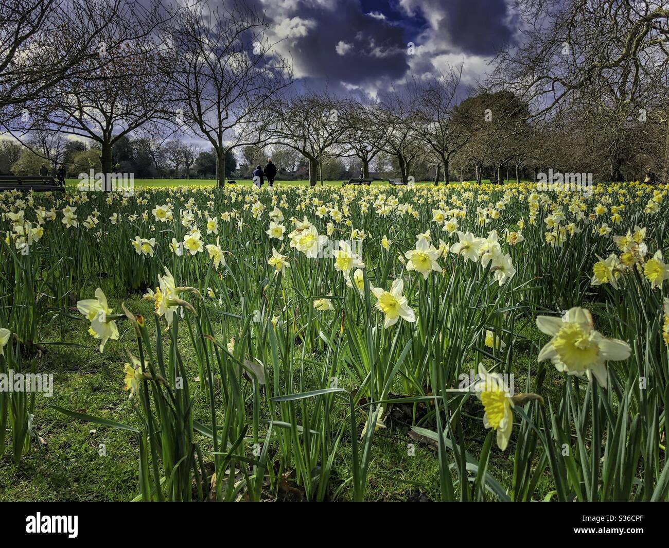 Fields of daffodils hi-res stock photography and images - Alamy