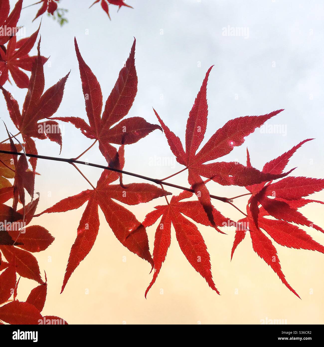 A photograph of beautiful vibrant red acer leaves. Japanese maple tree ...