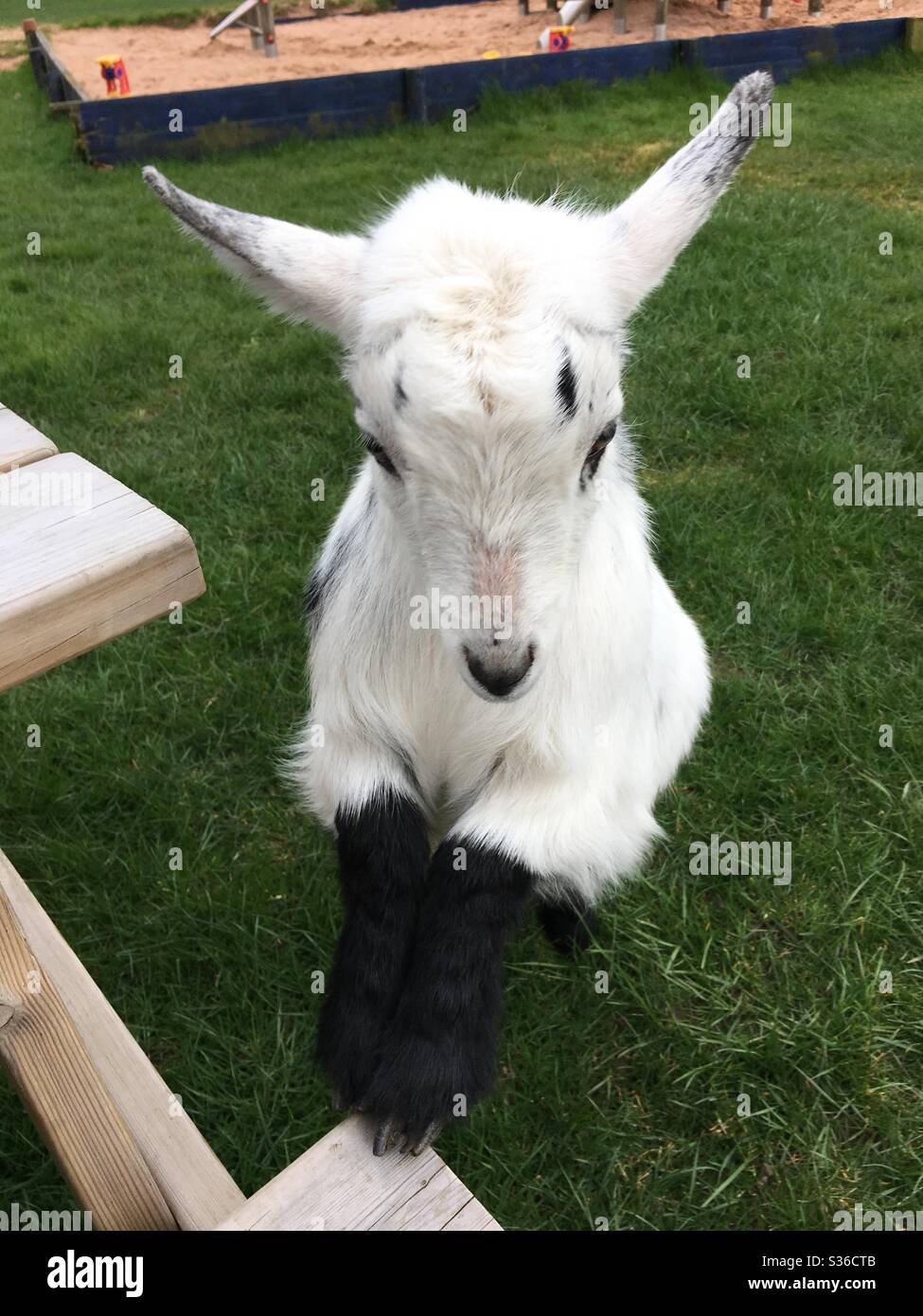 Pigmy goat black and white with hooves up on bench Stock Photo - Alamy