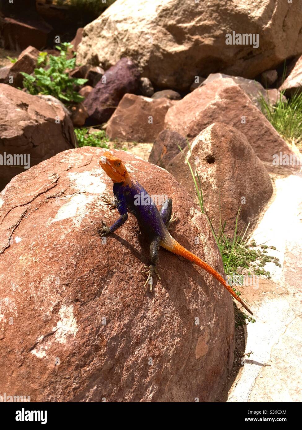 Namibia lizard hi-res stock photography and images - Alamy