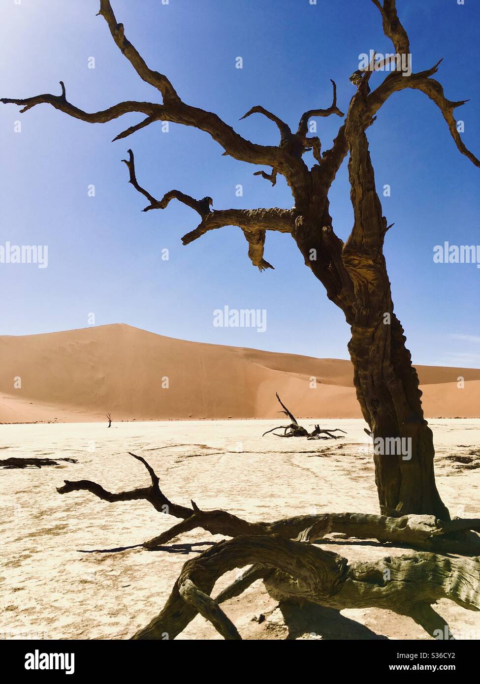 Namibia tree hi-res stock photography and images - Alamy