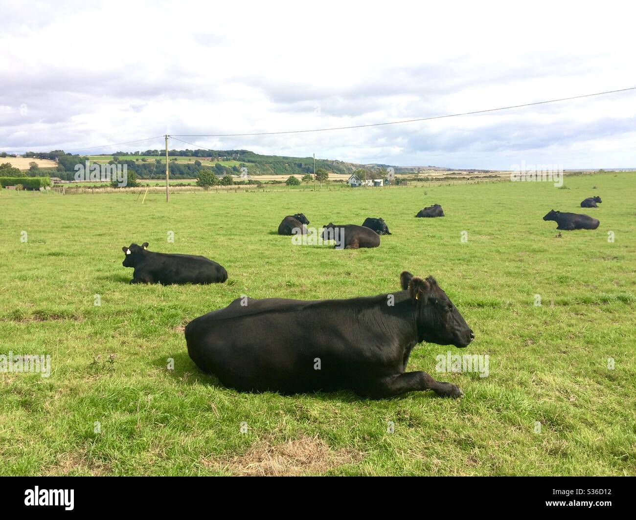 Angus cows hi-res stock photography and images - Alamy