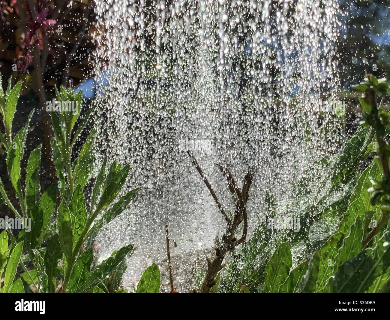 Water falling from garden hose hi-res stock photography and images - Alamy