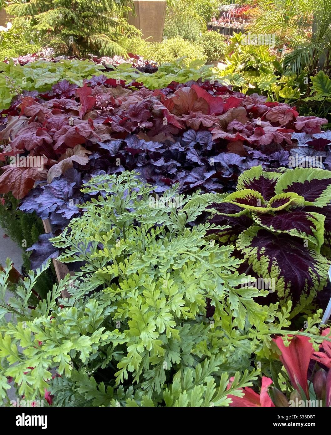 Coleus colors hi-res stock photography and images - Alamy