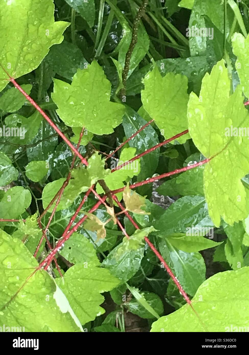 Top View Red Maple Tree High Resolution Stock Photography and Images ...