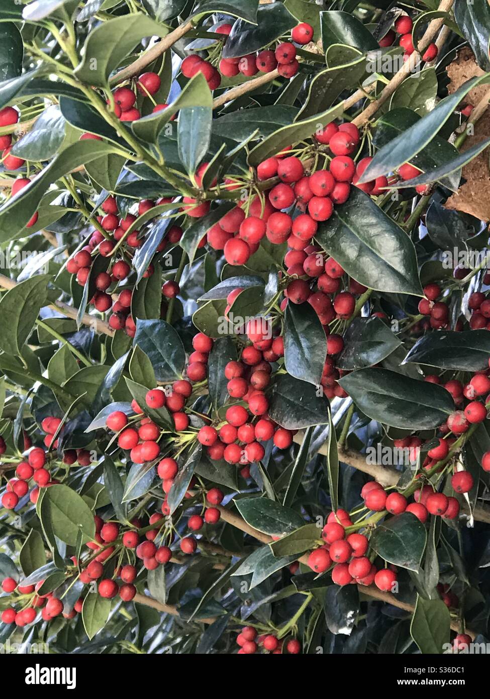 Common holly hi-res stock photography and images - Alamy