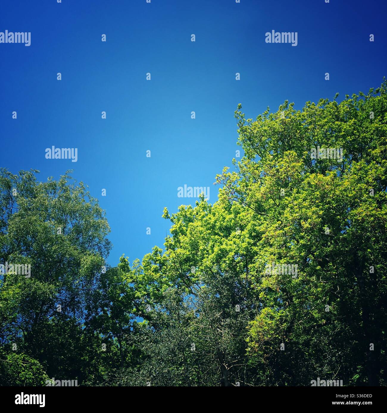 A photograph of vibrant green tree tops against a beautiful clear blue ...