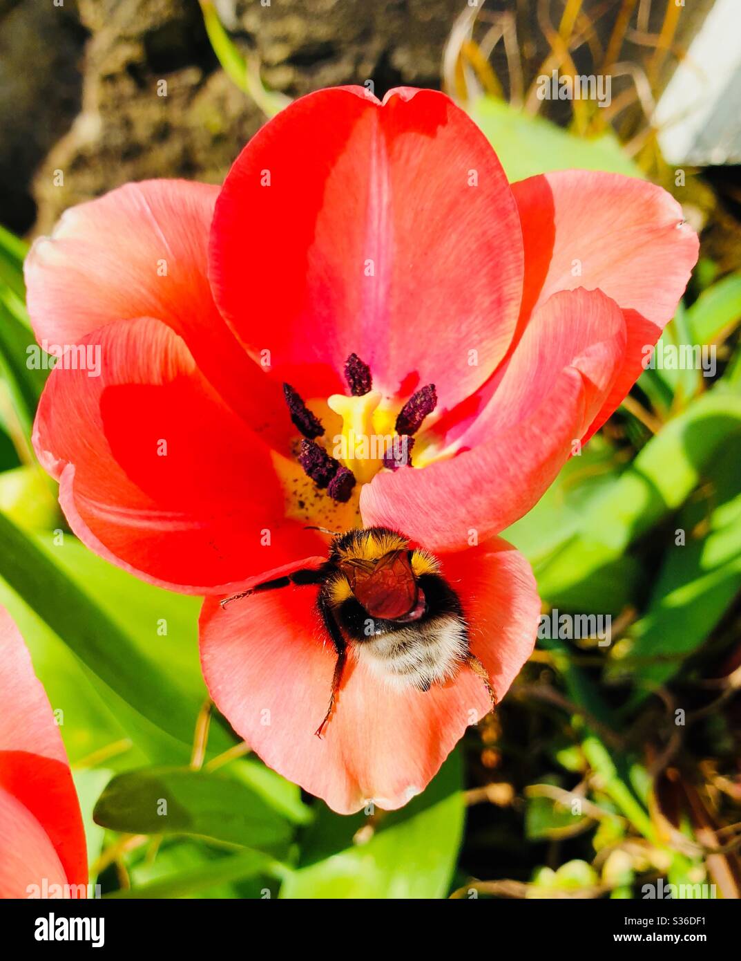 Fluffy Bumblebee High Resolution Stock Photography and Images - Alamy