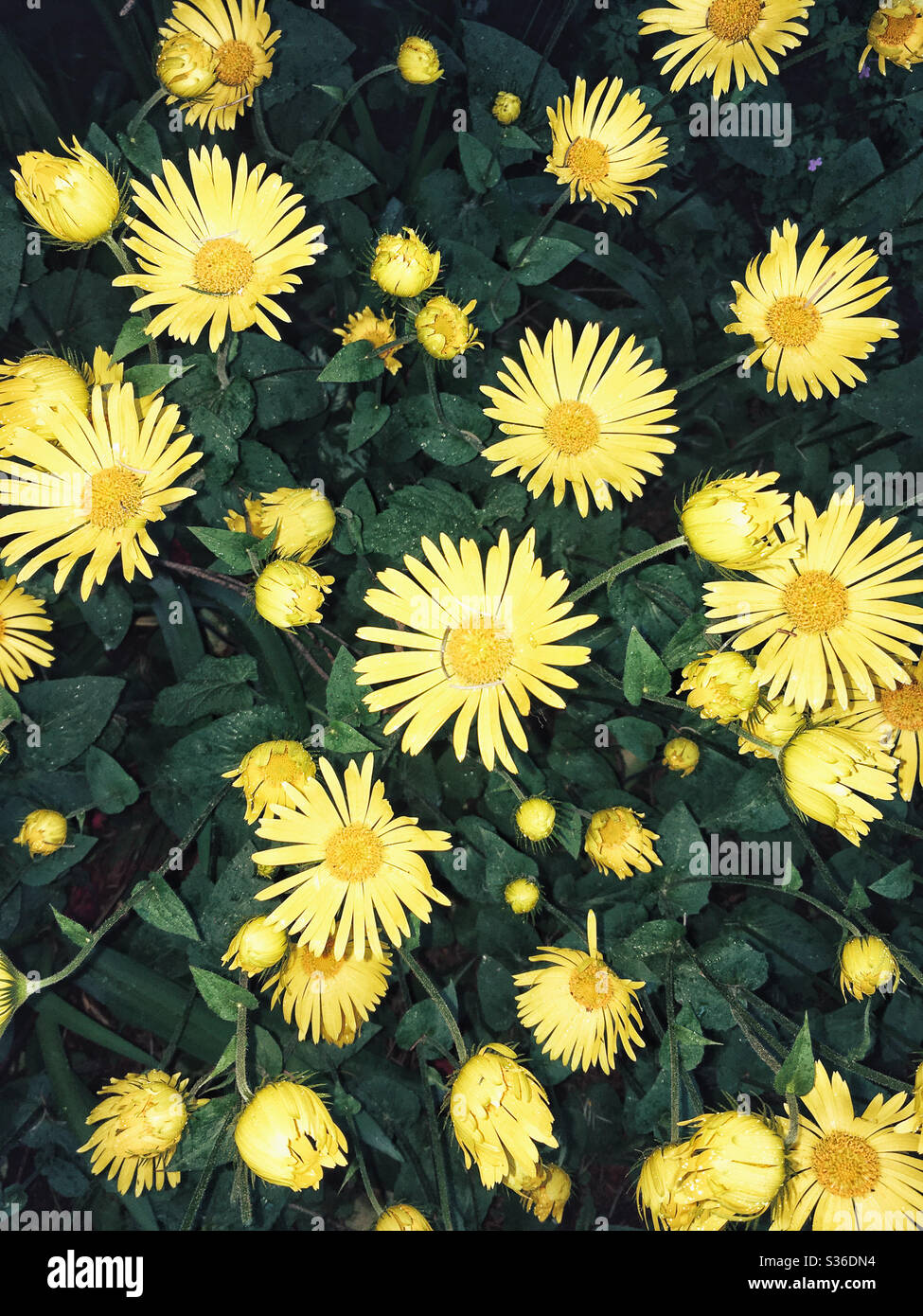 Yellow Gerbera Daisy Stock Photo - Alamy