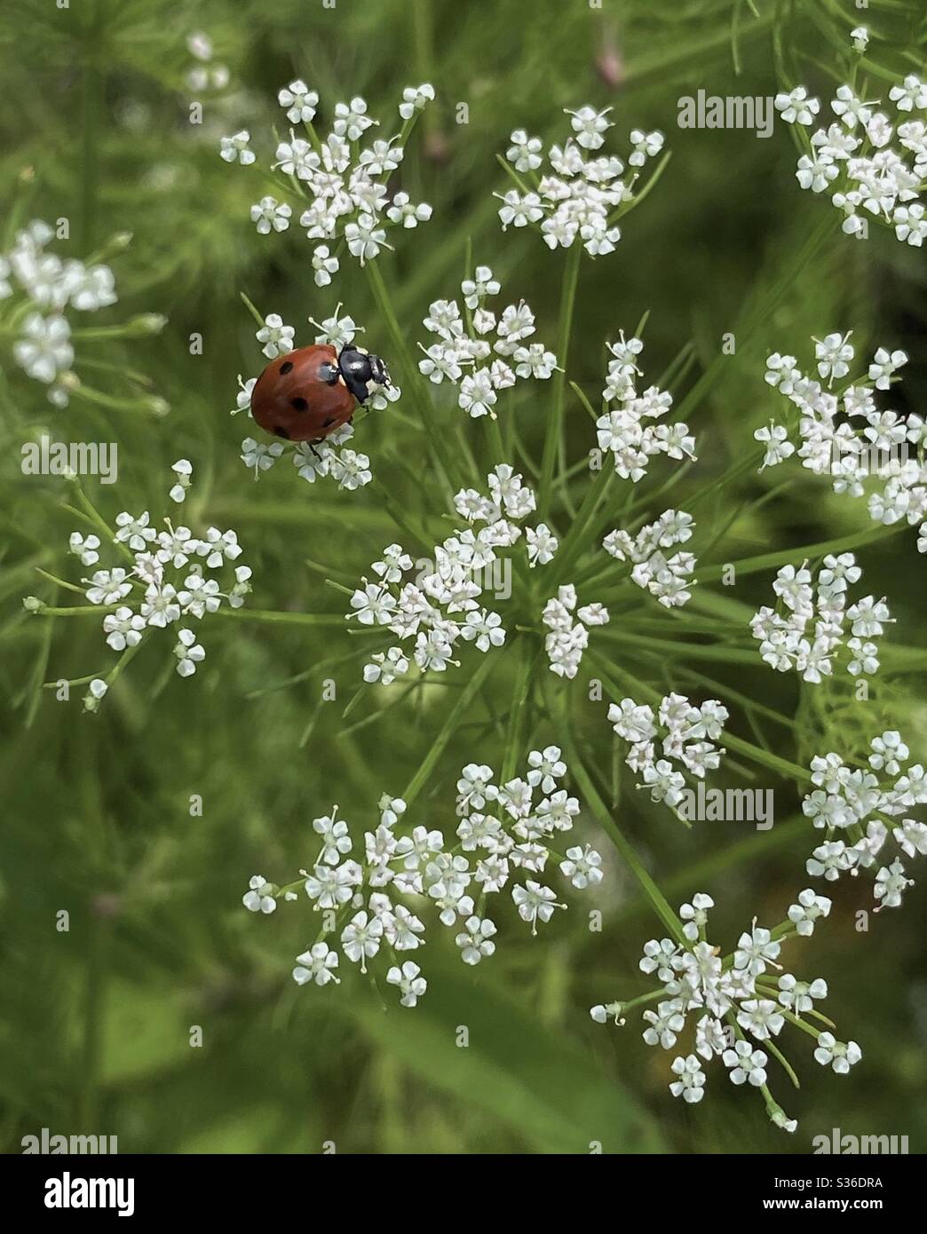 Ladybug/ladybird on white wildflowers Stock Photo - Alamy