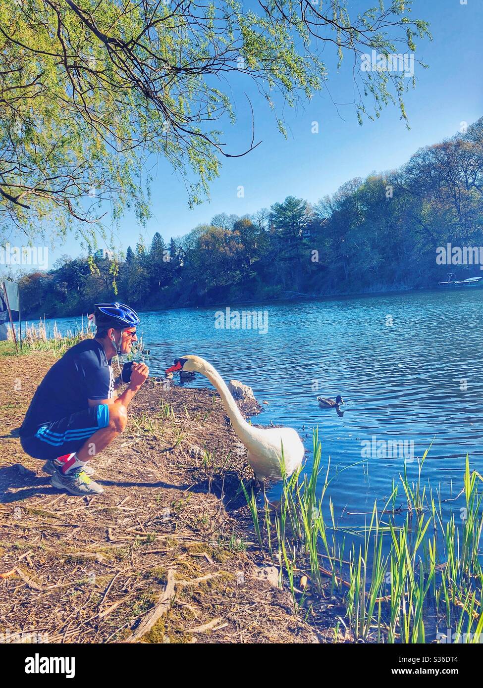 A man feeding a swan Stock Photo - Alamy