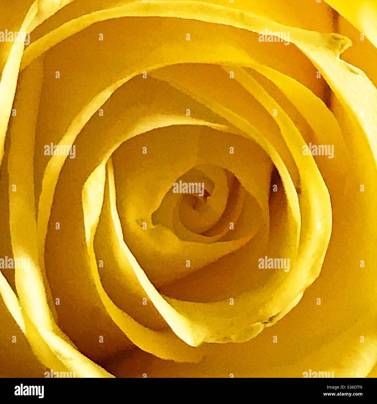 Monochromatic flowers up close hi-res stock photography and images - Alamy