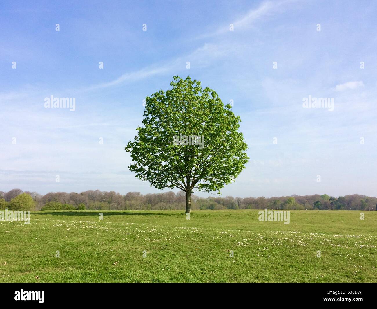 Single tree in a field Stock Photo - Alamy