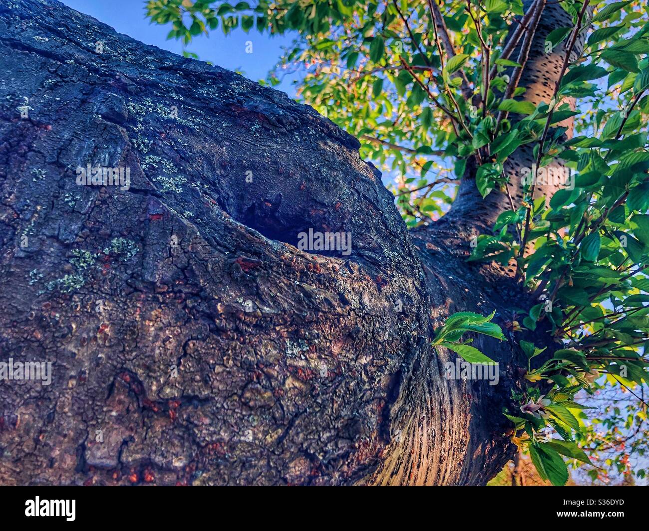An ancient tree shaped like an elephant’s head and trunk Stock Photo ...