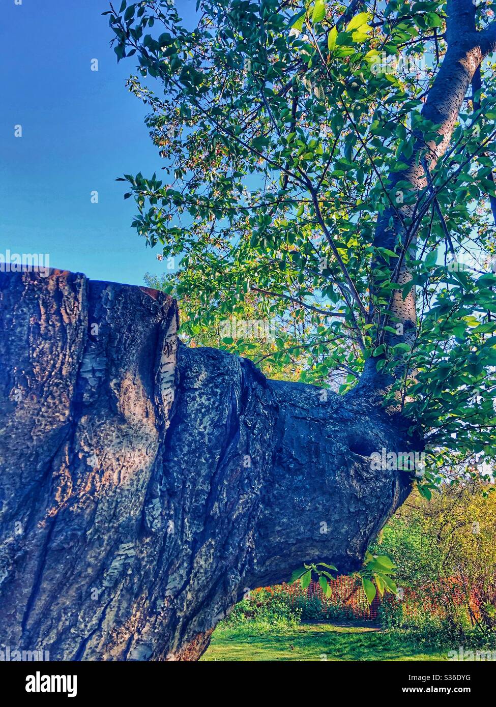 A branch of an ancient tree shaped like an elephant’s trunk Stock Photo ...