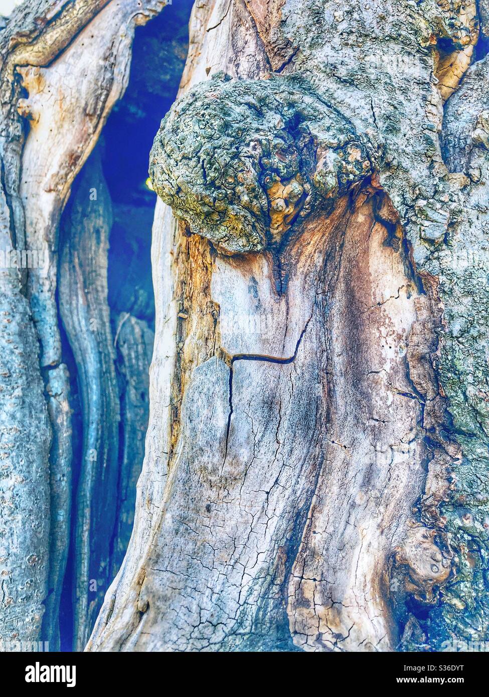 An ancient tree trunk hi-res stock photography and images - Alamy