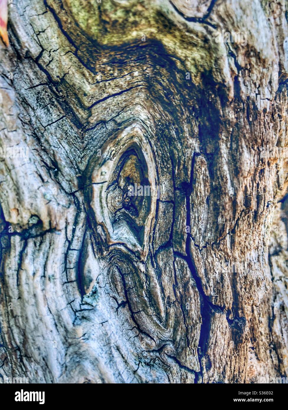Patterns in nature Stock Photo - Alamy