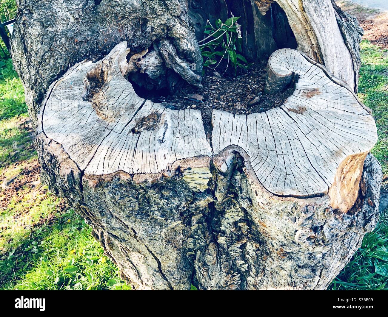 Patterns greenery hi-res stock photography and images - Alamy