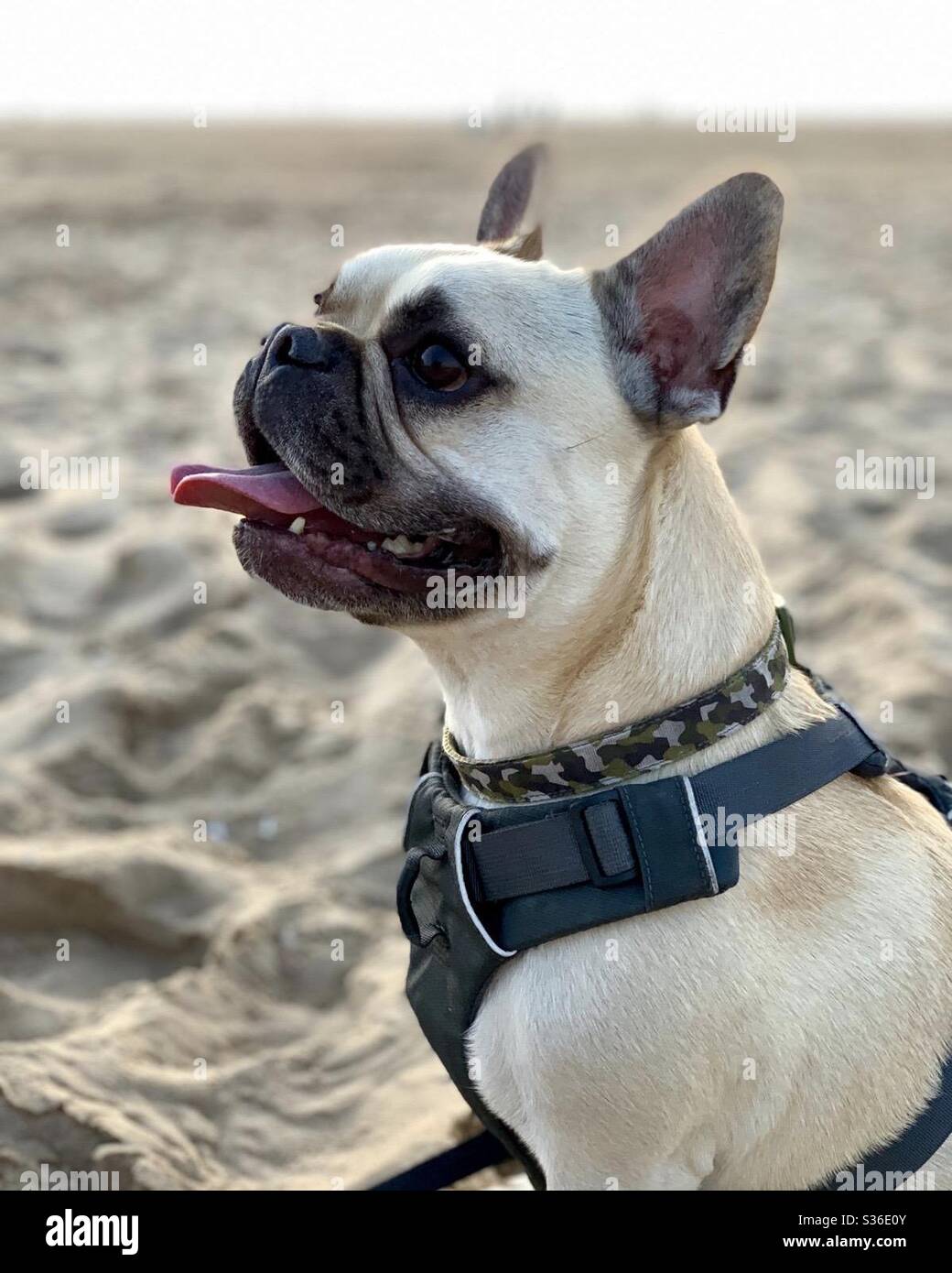 Love frenchie hi-res stock photography and images - Alamy