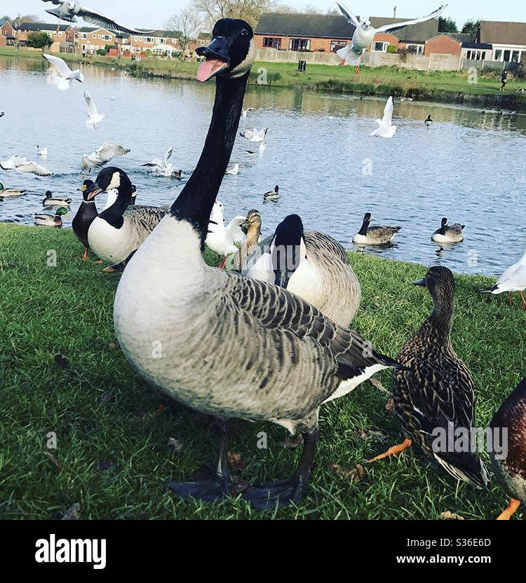 Laughing goose hi-res stock photography and images - Alamy