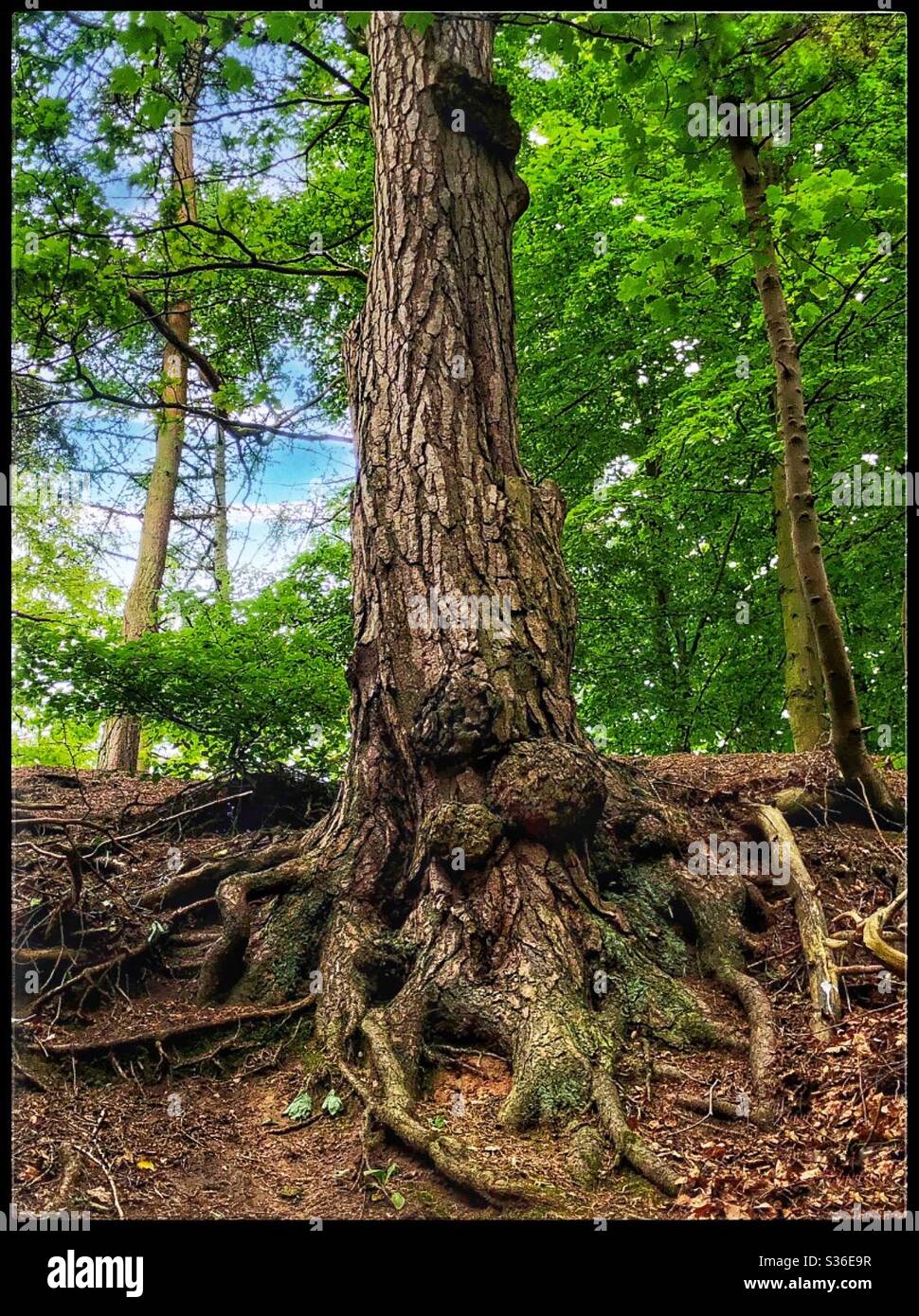 Roots and veins hi-res stock photography and images - Alamy