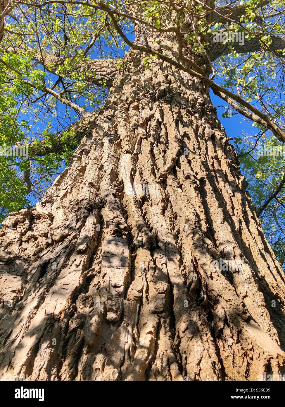 The majestic trees Stock Photo - Alamy