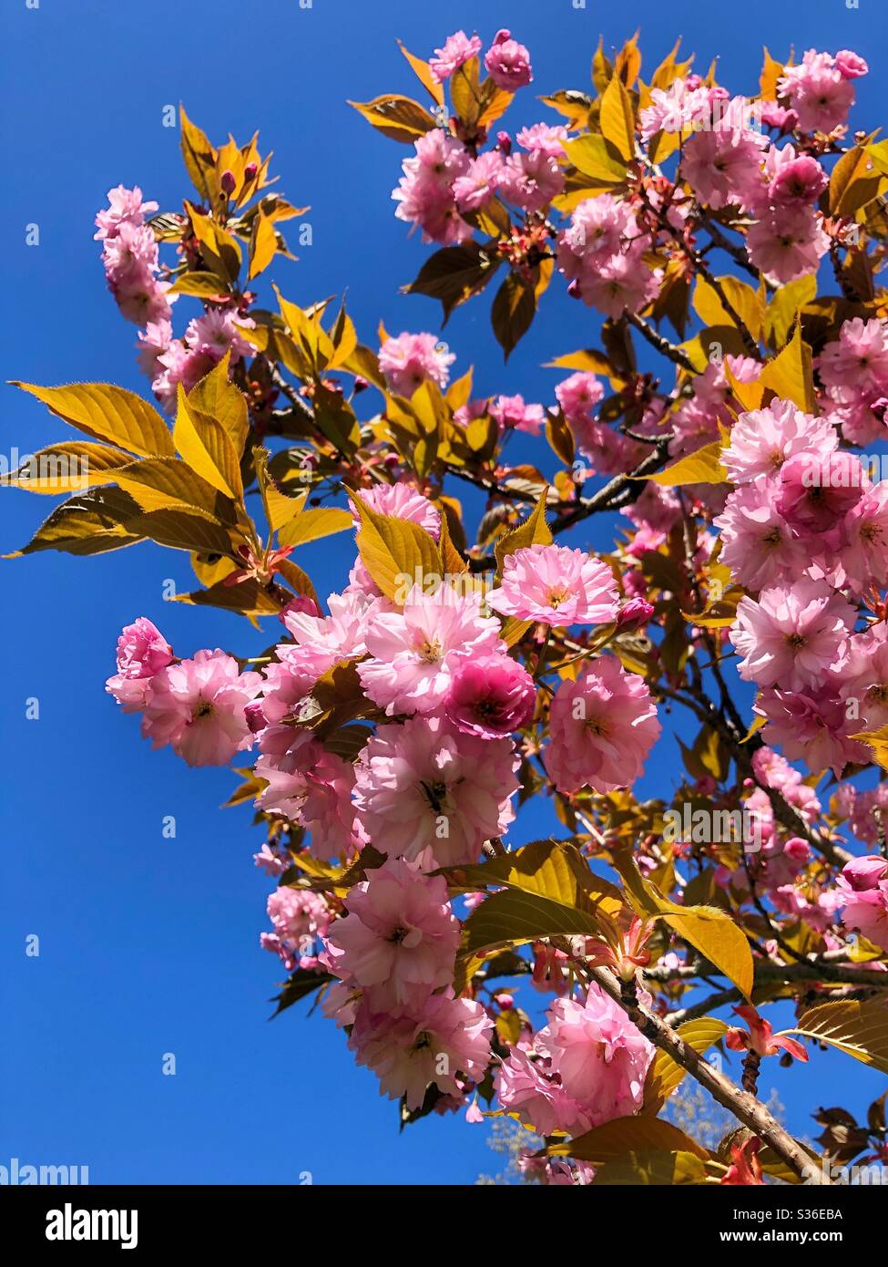 Beautiful flowering tree Stock Photo - Alamy