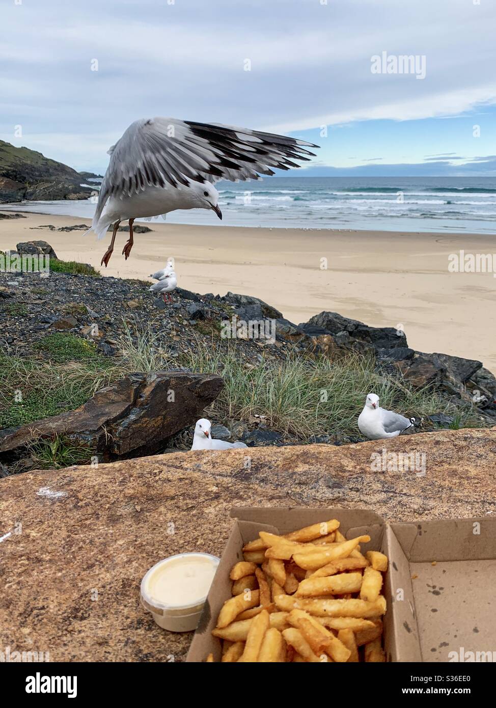 Swooping hi-res stock photography and images - Alamy