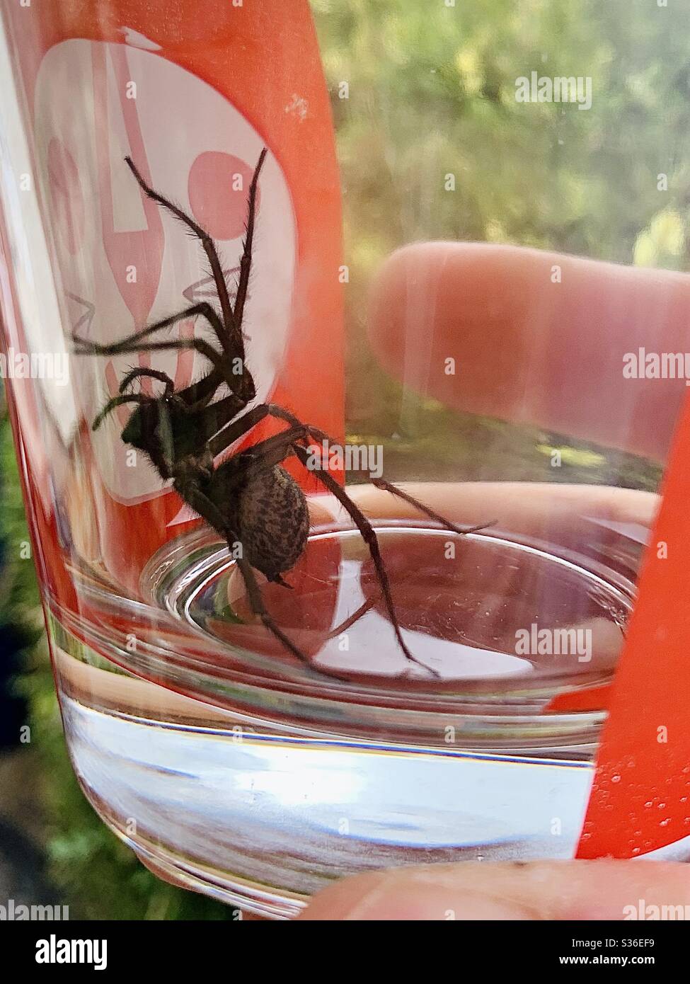 House spider trapped in a glass Stock Photo - Alamy