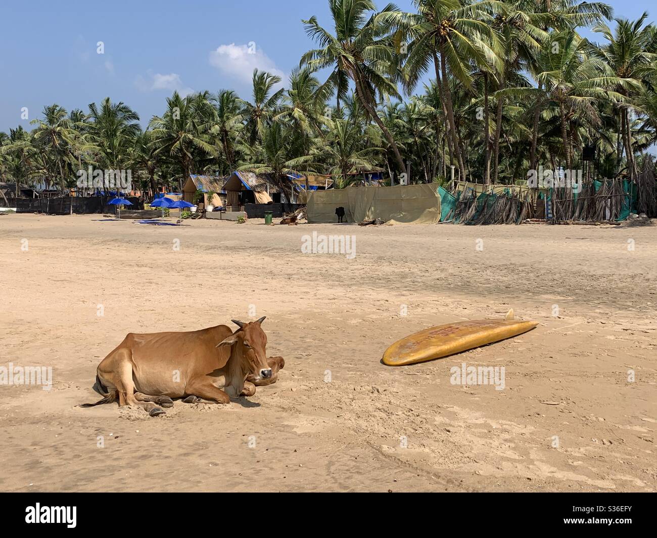 Goa cow hi-res stock photography and images - Alamy