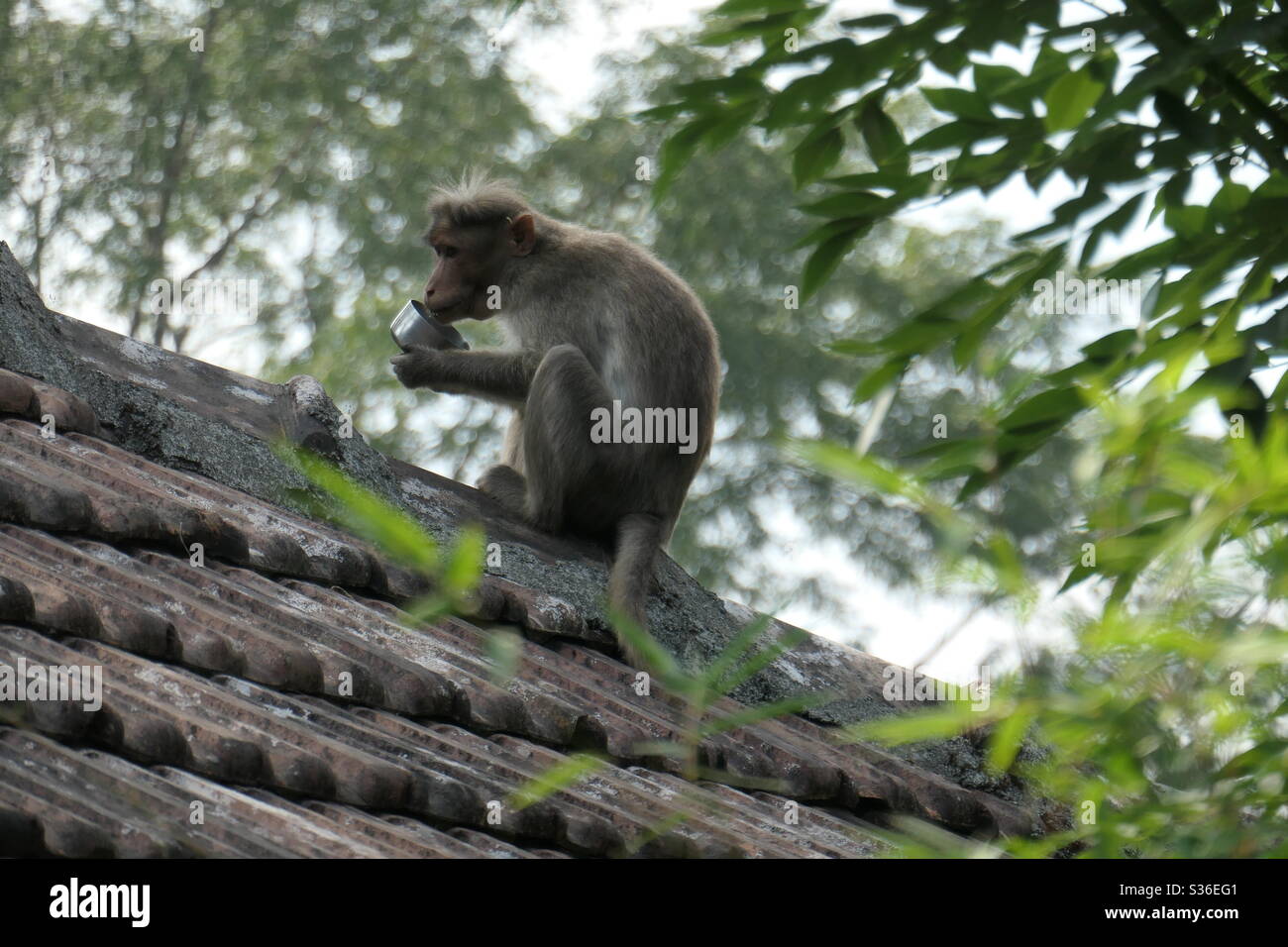Jungle monkey india hi-res stock photography and images - Alamy