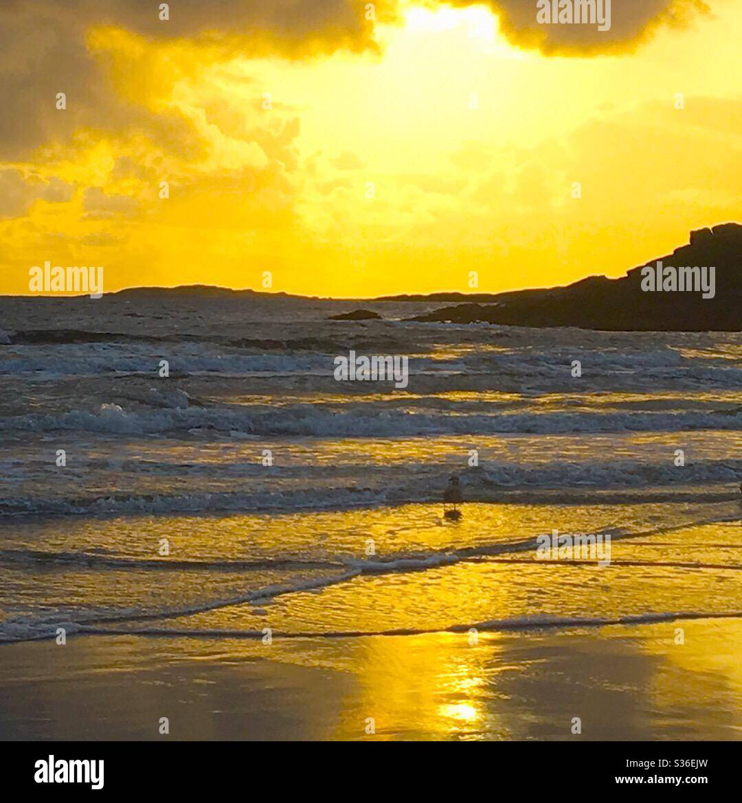 Lone bird hi-res stock photography and images - Alamy