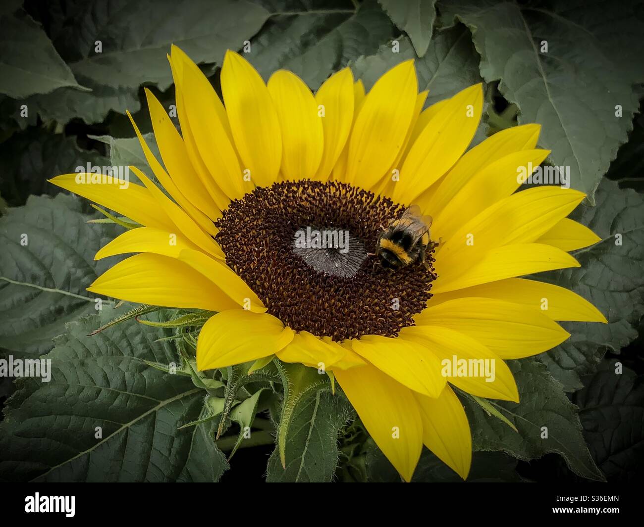 Sunflower bee hi-res stock photography and images - Alamy