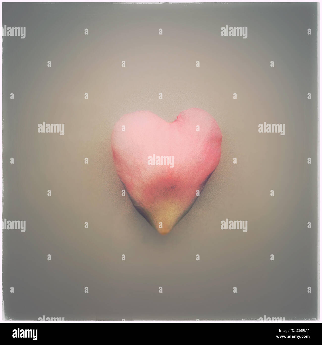 Heart-shaped pink petal Stock Photo - Alamy