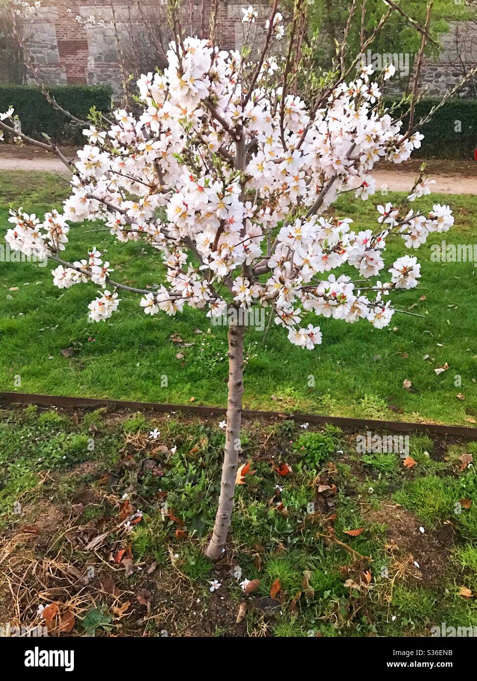 Young almond tree plantation hi-res stock photography and images - Alamy