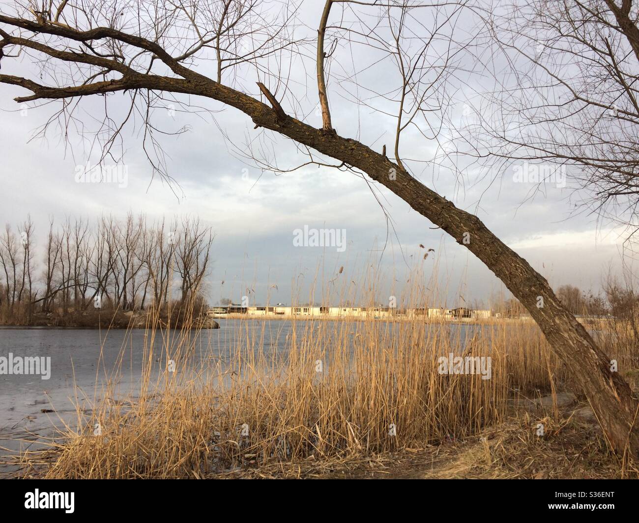 Tree and river Stock Photo - Alamy