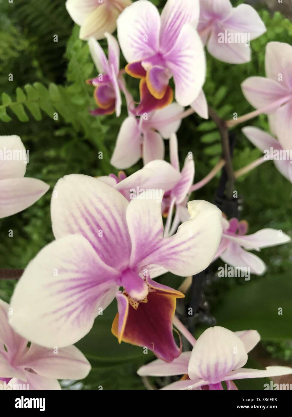 Orchids Fern Maidenhair