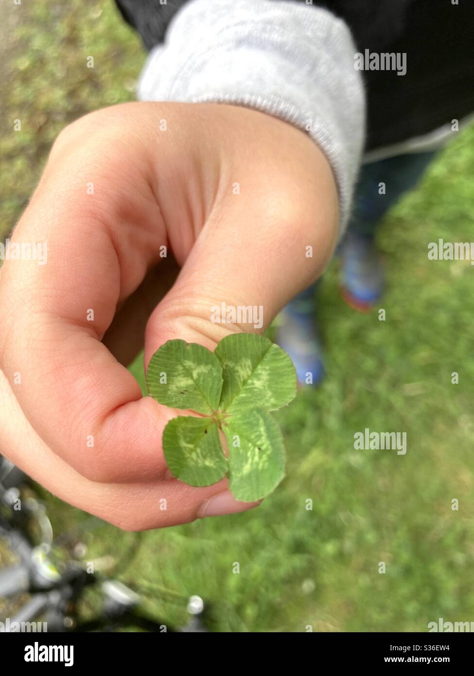 Lucky four leaf clover hi-res stock photography and images - Alamy