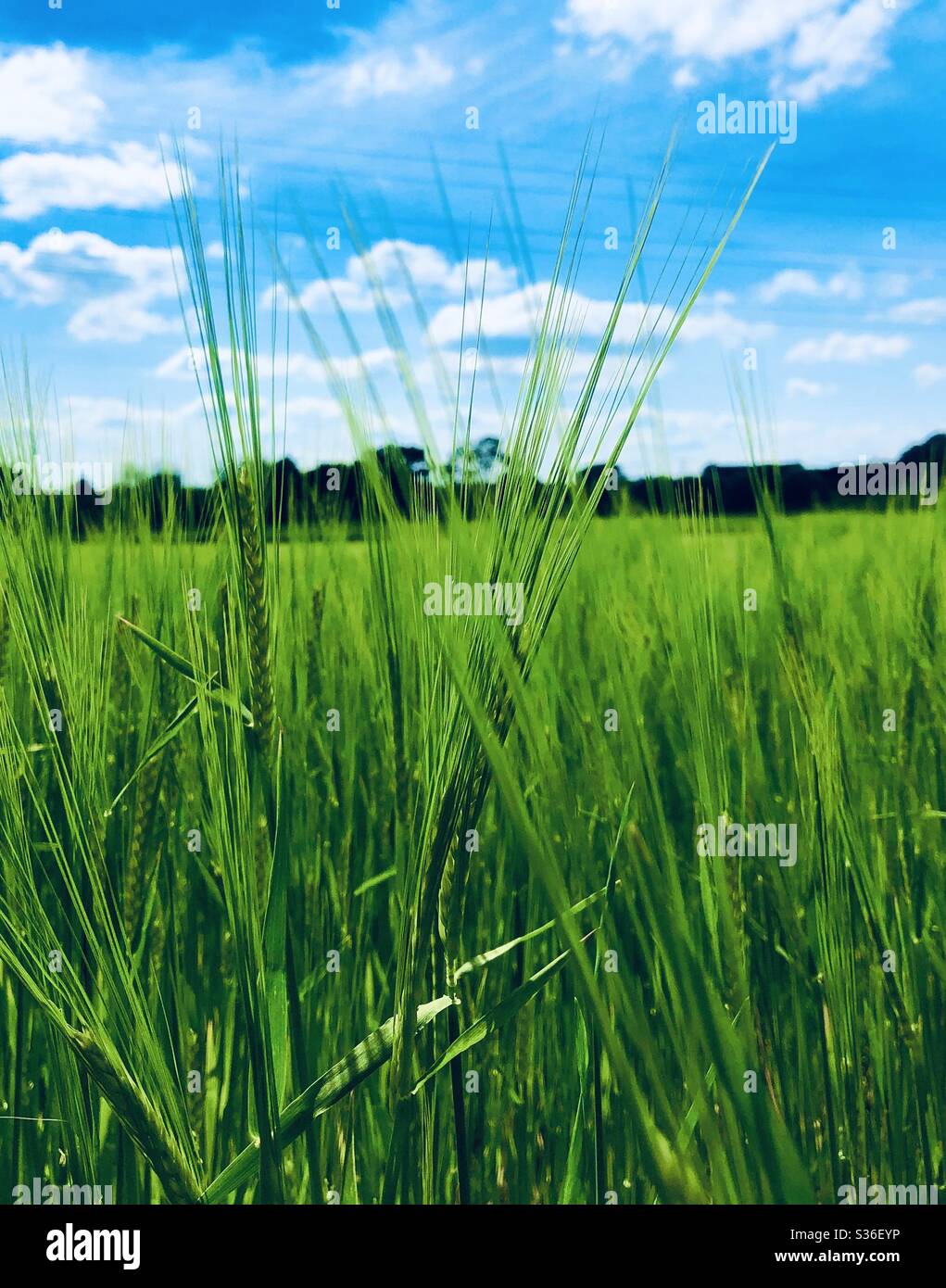 Summer grasses hi-res stock photography and images - Alamy