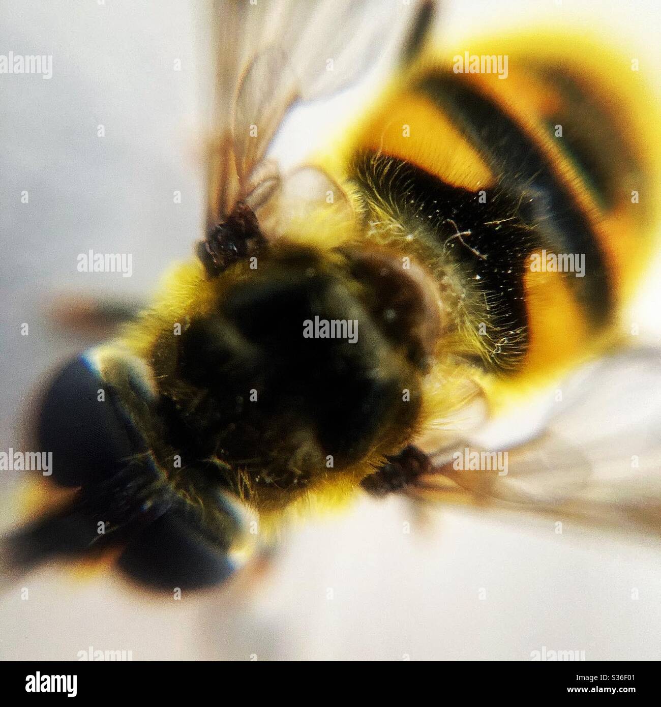Bumblebee up close and personal Stock Photo - Alamy