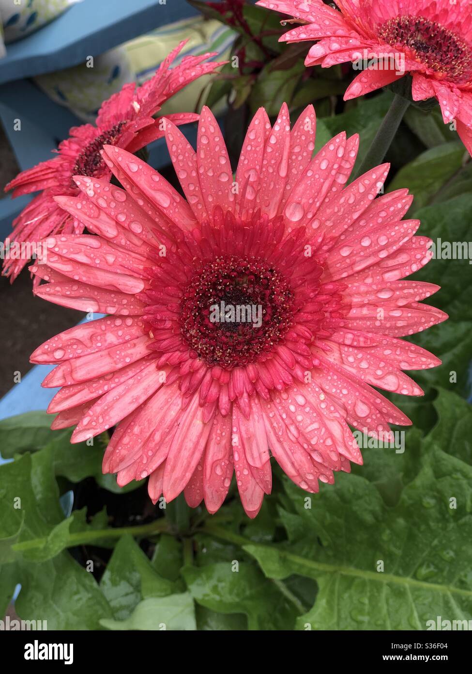 Gerber daisy hi-res stock photography and images - Alamy