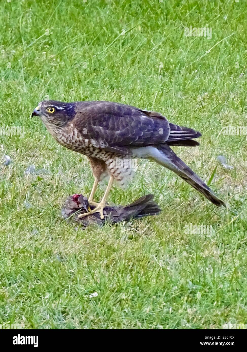 Sparrowhawk and prey hi-res stock photography and images - Alamy