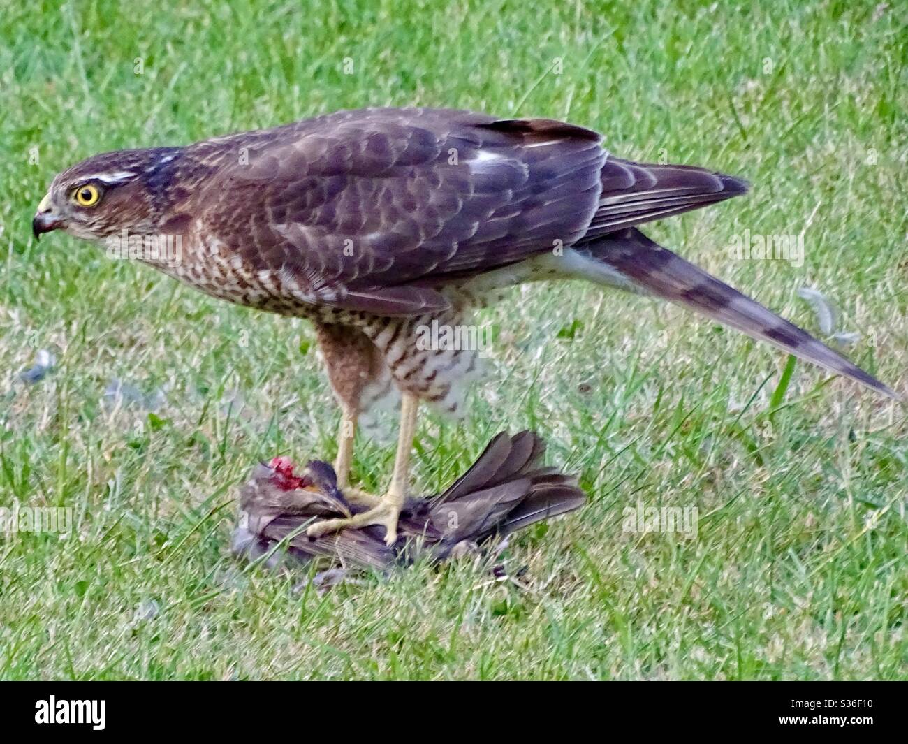 Sparrowhawk garden hi-res stock photography and images - Alamy