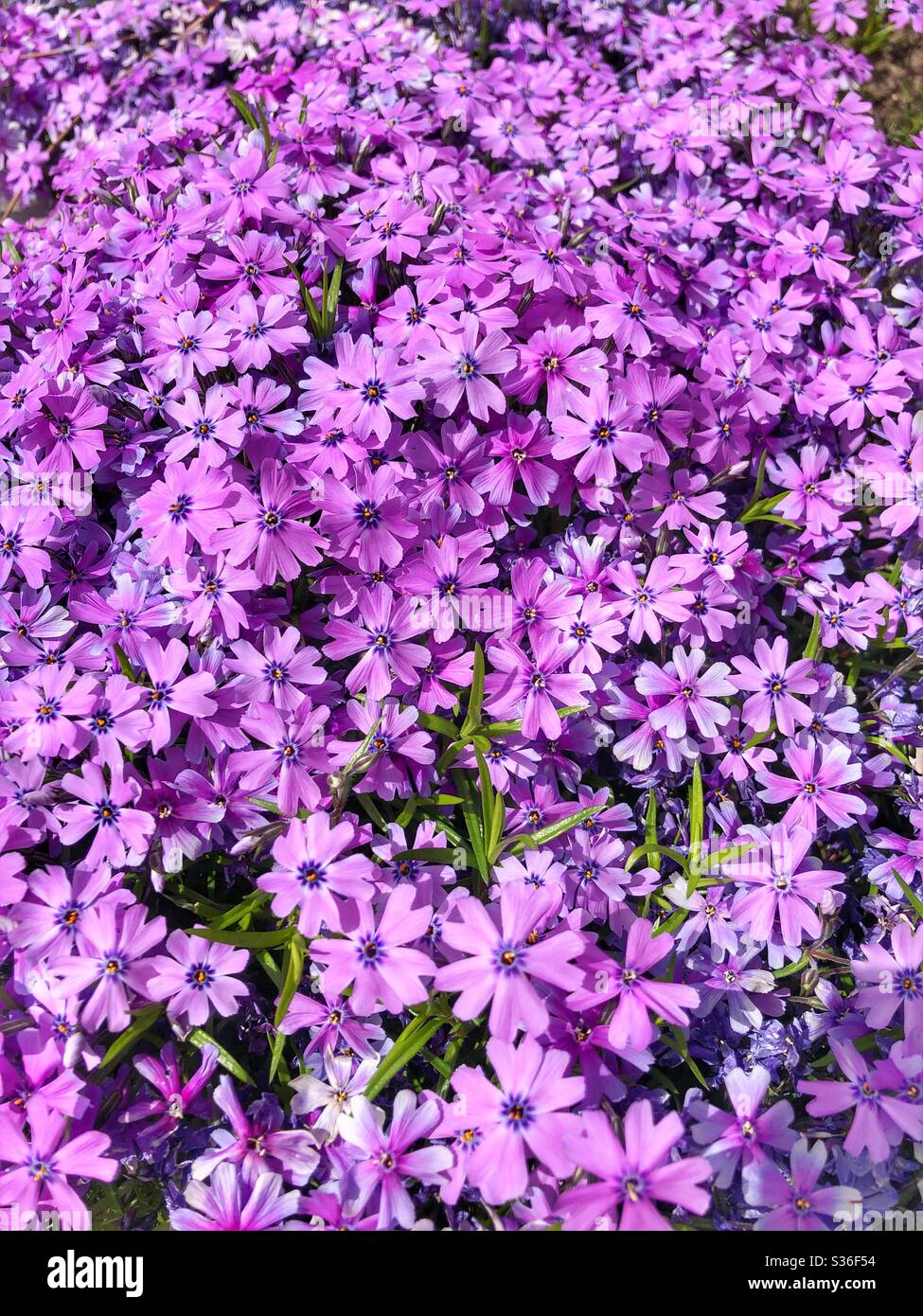 Clusters of delicate purple flowers Stock Photo - Alamy