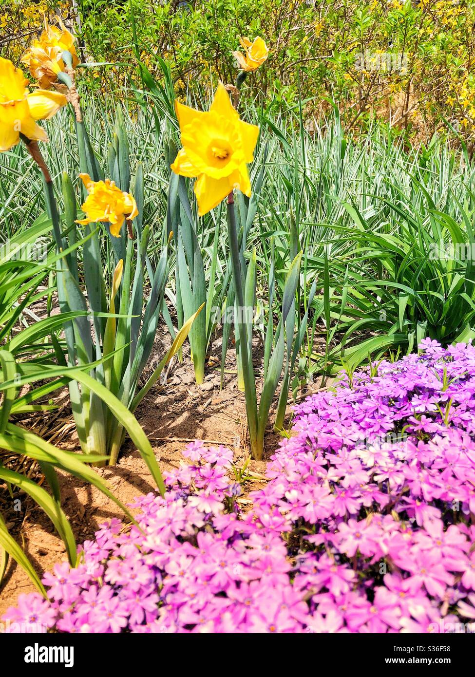 Clusters of delicate yellow flowers hi-res stock photography and images ...