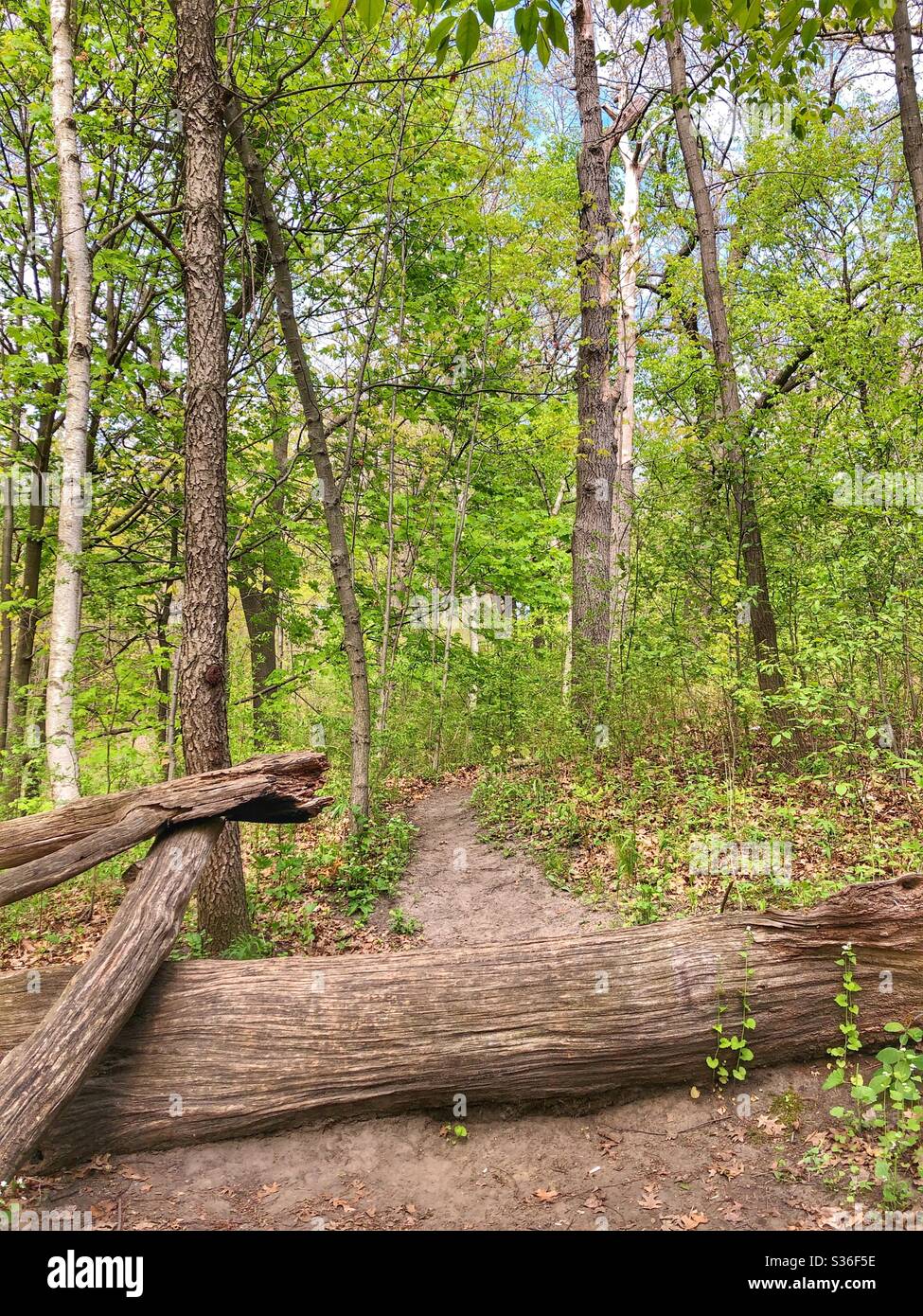 A path blocked by a fallen tree branch Stock Photo - Alamy